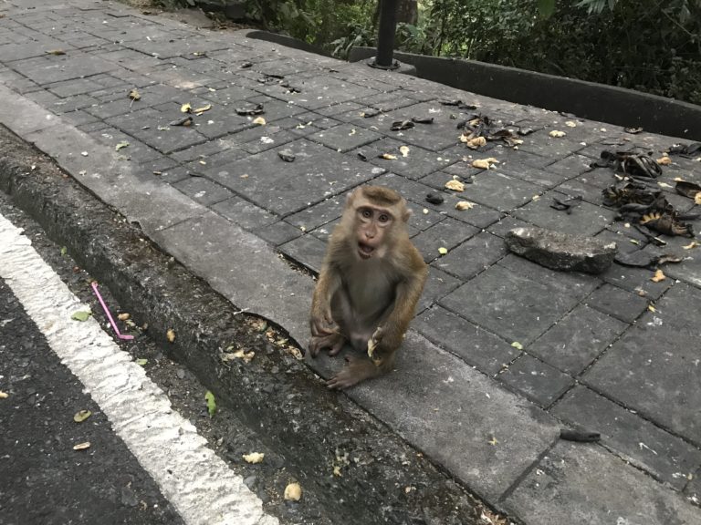 Monkey Hill Walk at Sunset, Everything You Need to Know | Phuket, Thailand
