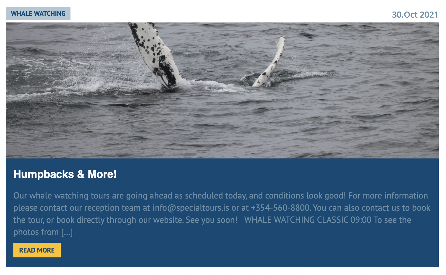 Whale Watching in Reykjavík with Special Tours - Lattes & Runways
