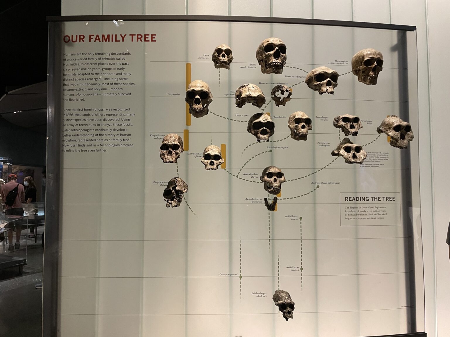 Visiting American Museum of Natural History