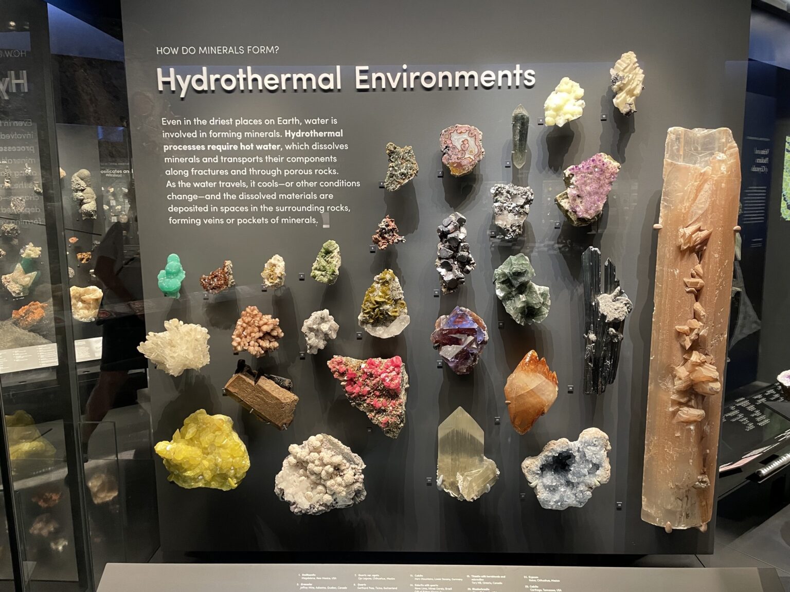 Visiting American Museum of Natural History - Lattes & Runways